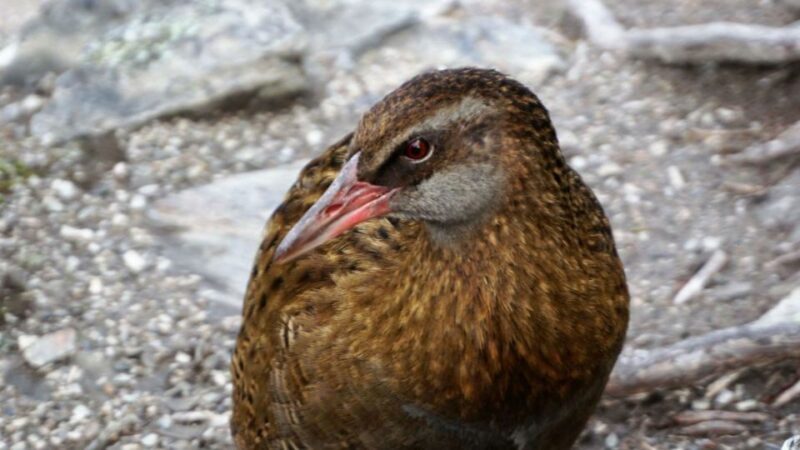 Mou Waho Island: 3-Hour Cruise and Guided Nature Walk - Final Thoughts