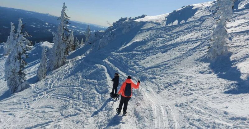 Mount Arber: Snowshoeing in the Bavarian Forest Guided Tour - Key Points