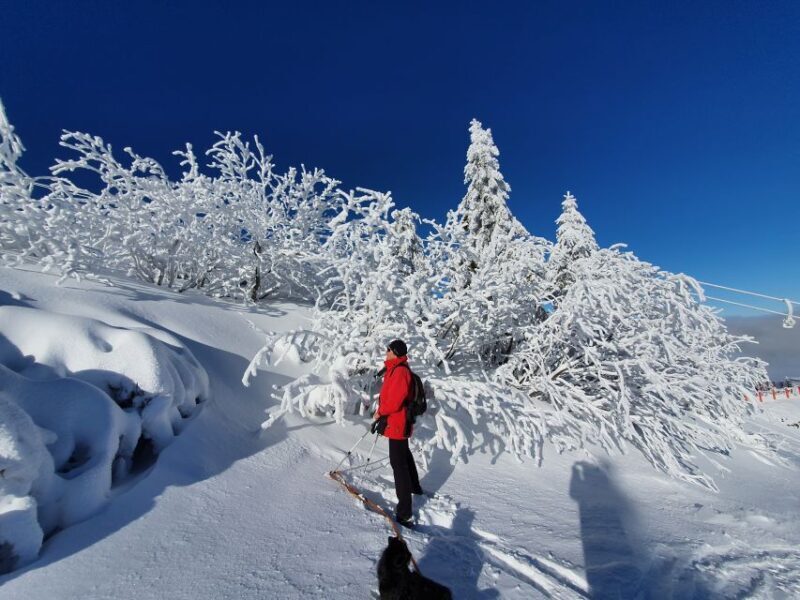 Mount Arber: Snowshoeing in the Bavarian Forest Guided Tour - Practical Tips for Participants