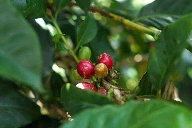 Mount Batur Sunrise Trekking&Natural Hot Springs All Inclusive - Final Thoughts