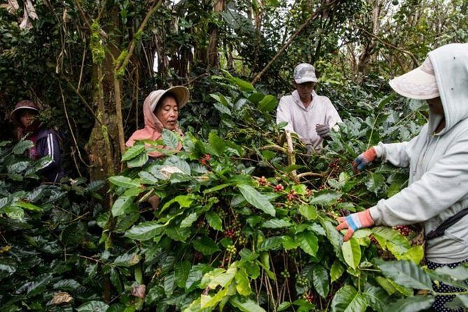 Mount Batur Sunset Trekking - What’s Included and What’s Not