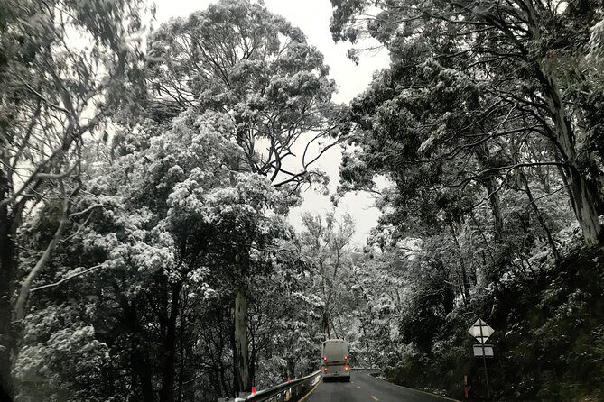 Mount Buller 1 Day Guided Tour - The Sum Up