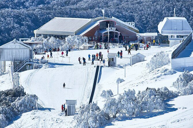 Mount Buller Sightseeing Tour - Authentic Experiences and Real Traveler Feedback