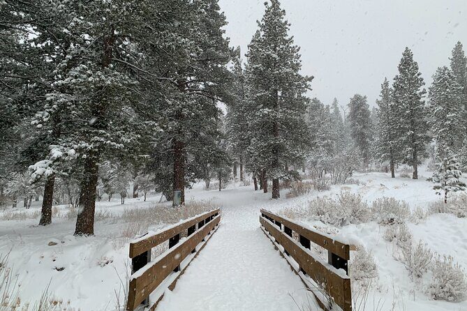 Mount Charleston Tour - An In-Depth Look at the Mount Charleston Tour