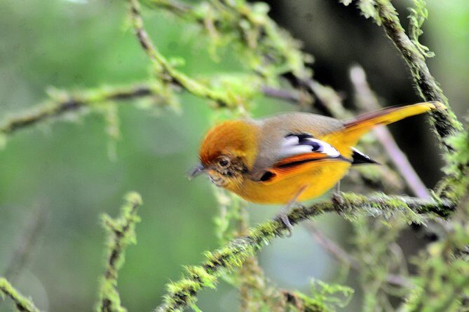 Mount Doi Inthanon Hiking & Bird Watching - Introduction: What’s Special About This Tour?