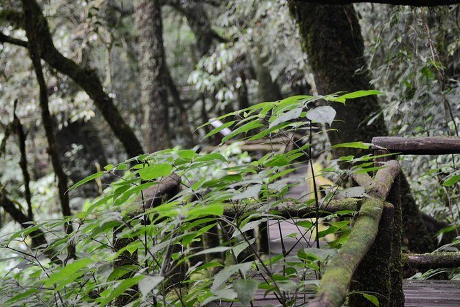 Mount Doi Inthanon Hiking & Bird Watching - Detailed Breakdown of the Itinerary