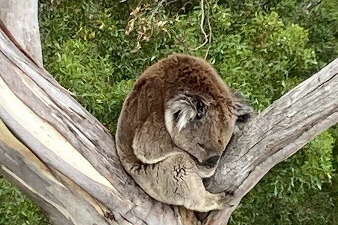 Mount Eccles Volcano  Budj Bim National Park - Understanding the Value