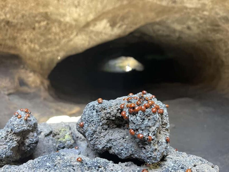 Mount Etna: All around on E-Bike - The Experience and Atmosphere