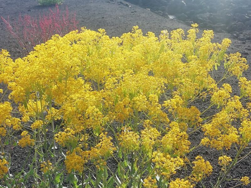 Mount Etna and Alcantara Gorges Day Trip - Final Words: Is This Tour Worth It?