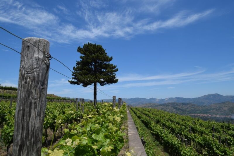 Mount Etna: Winery Tour and Tasting - The Allure of Mount Etna Winery Tours