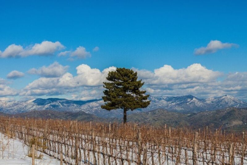 Mount Etna: Winery Tour and Tasting - Final Words