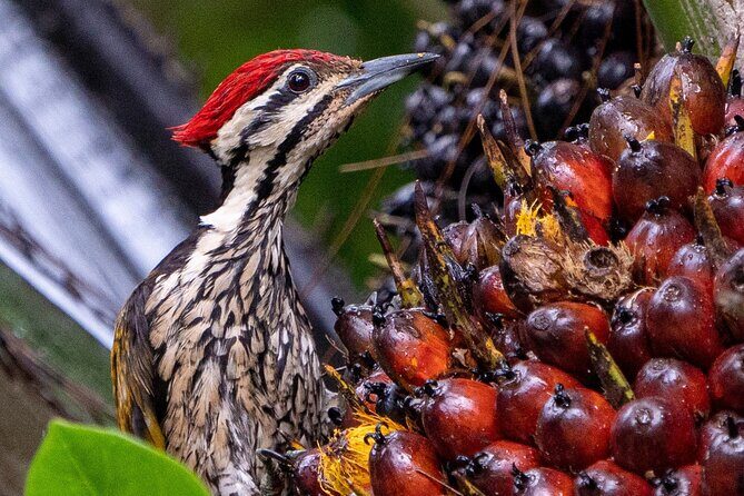Mount Faber, Henderson Waves and Southern Ridges Tour - Henderson Waves: The Iconic Bridge
