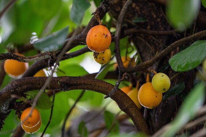 Mount Faber, Henderson Waves and Southern Ridges Tour - Faber Peak and Faber Point: The Highest Vantage