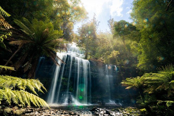 Mount Field Day Tour Private Charter Service - Discovering Tasmania’s Natural Wonders