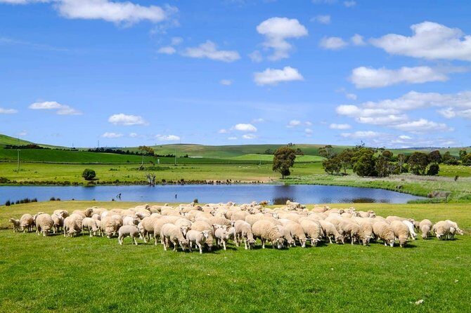 Mount Field Day Tour Private Charter Service - The Value Proposition