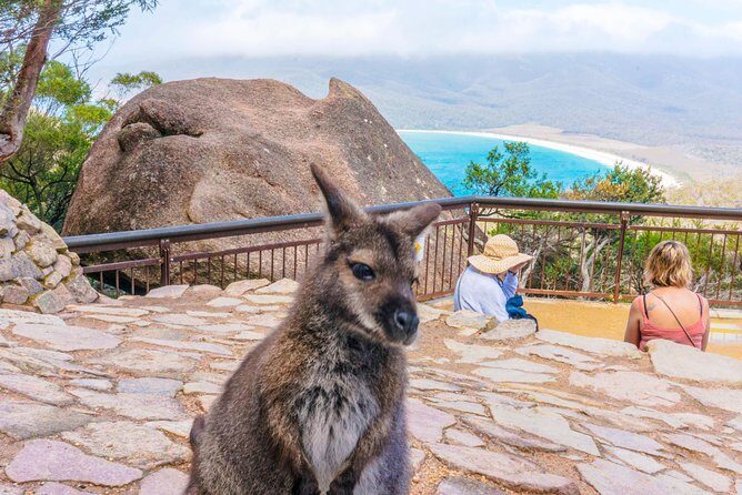 Mount Field Day Tour Private Charter Service - Who Will Love This Tour?