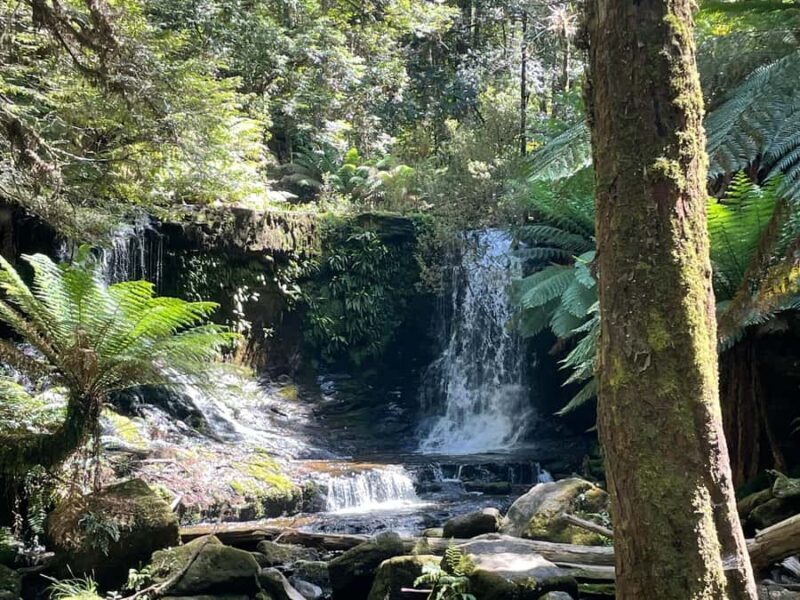 Mount Field National Park Russell Falls (6hr Private Tour) - Who Should Consider This Tour?