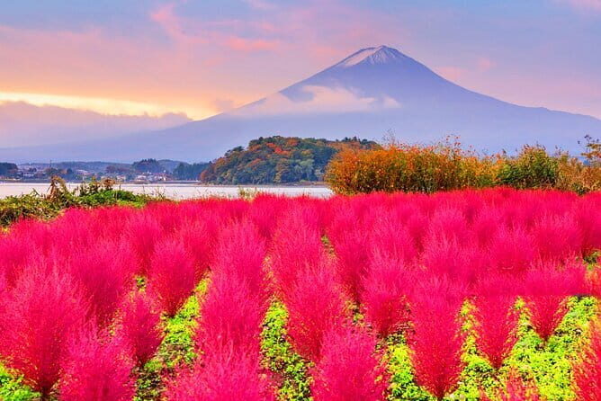 Mount Fuji Day Trip from Tokyo with Scenic Views - The Practicalities and What They Mean for You