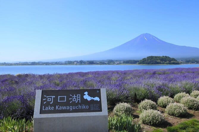 Mount Fuji Full Day Tour form Tokyo Lake Kawaguchi & Yamanaka - What to Expect from the Mount Fuji Full Day Tour