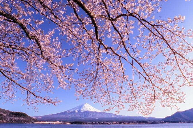 Mount Fuji Full Day Tour form Tokyo Lake Kawaguchi & Yamanaka - Who Will Love This Tour?