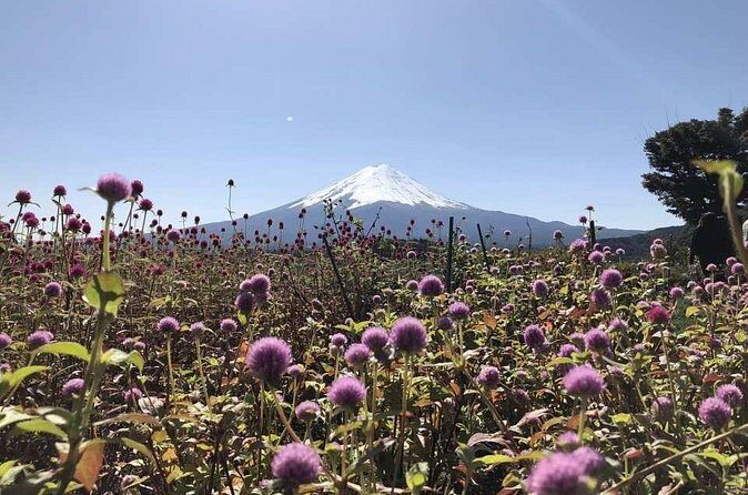 Mount Fuji, Oshino Hakkai and Park Sightseeing Day Tour - Who Will Love This Tour?