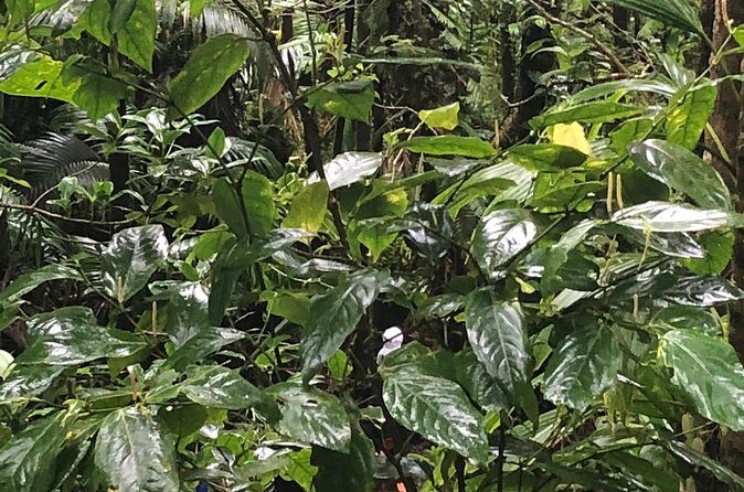 Mount Liamuiga Volcano Tours - The Value and Overall Experience