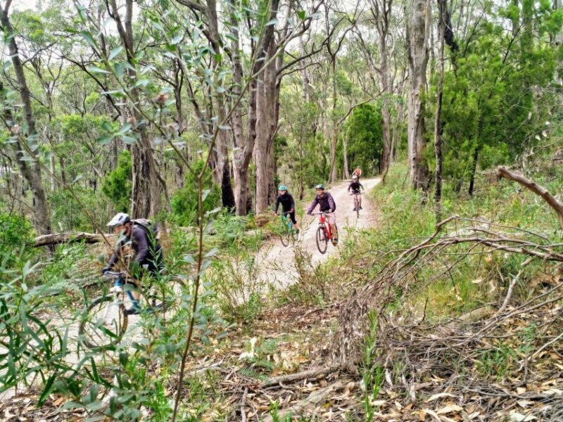 Mount Lofty Downhill Bike Tour & Cleland Wildlife Park Visit - Reviews: Authentic Voices