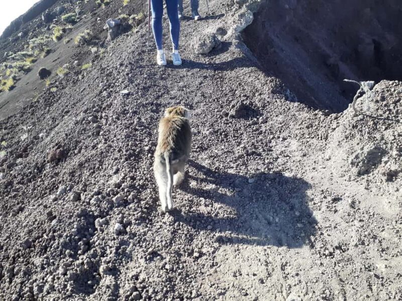 Mount Rinjani : Trekking Rinjani Senaru Crater Rim - Who Should Consider This Tour?