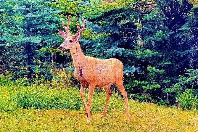 Mount Royal Hotel to Banff National Park Minivan Tour - The Practical Aspects