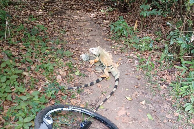 Mountain Bike tour to a Pristine Spring and Cave - FAQs