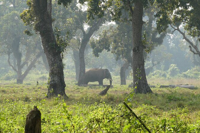 Mountain Panoramas in the Himalayas Private Tour - Trekking Through the Himalayas: From Ulleri to Ghandruk