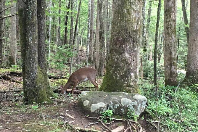 Mountaineer's Way Hike in the Smokies - Who Will Appreciate This Tour?