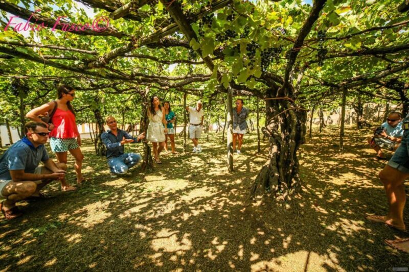 Mountains and vineyards: the secrets of the Coast in Calesse - Wine Tasting in a Historic Vineyard