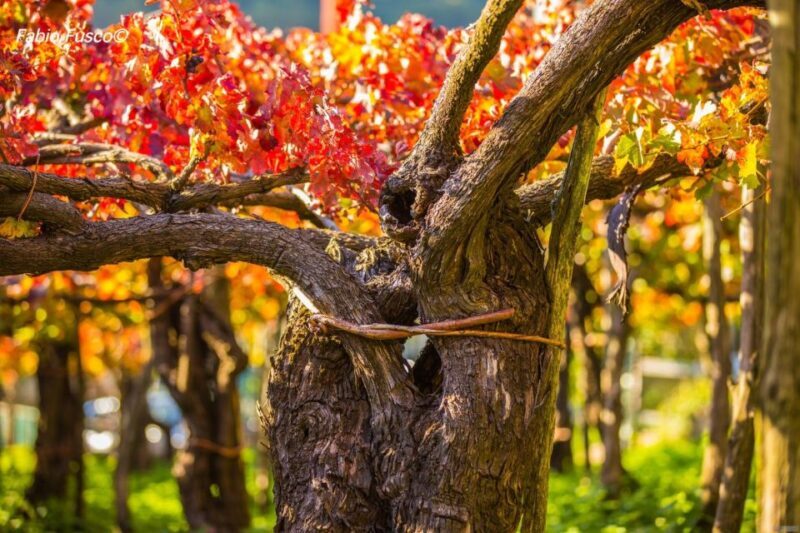 Mountains and vineyards: the secrets of the Coast in Calesse - Who Should Consider This Tour?