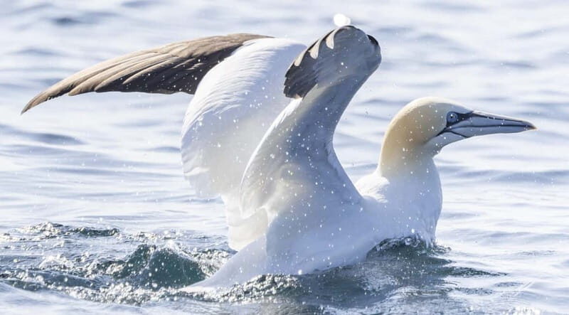 Mounts Bay, Penzance Boat Trip - The Sum Up: Why This Trip Is Worth It
