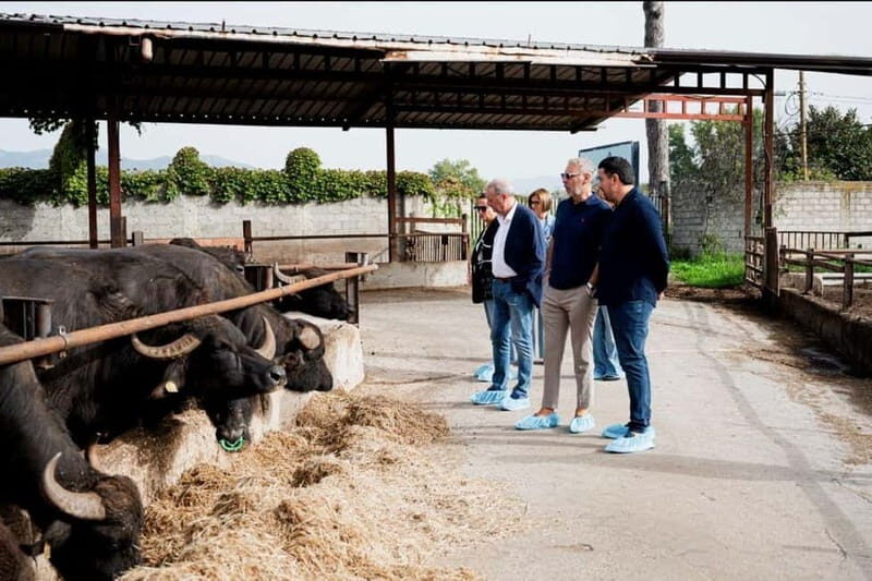 Mozzarella experience: discovering the art of cheese making - Final Thoughts on Value and Suitability