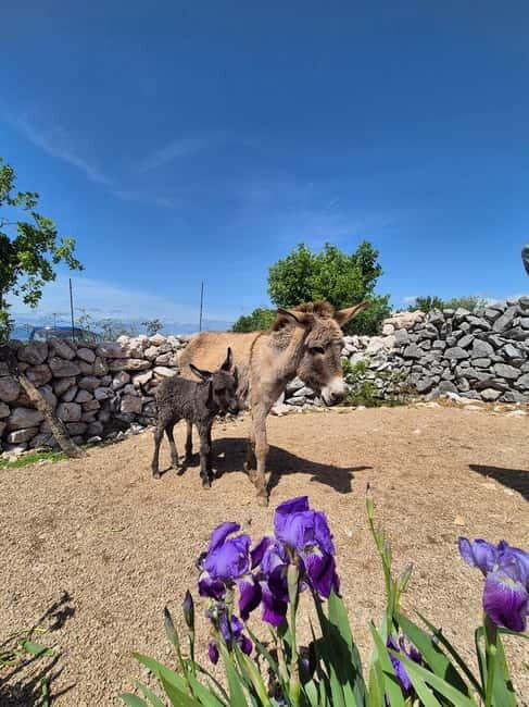 mrika (near Rijeka/Krk/Crikvenica) Donkey Farm Family Fun - Who Should Consider This Tour?