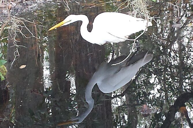 Mt. Dora Canal Boat Tours with Lunch - Exploring the Mt. Dora Canal Boat Tour with Lunch