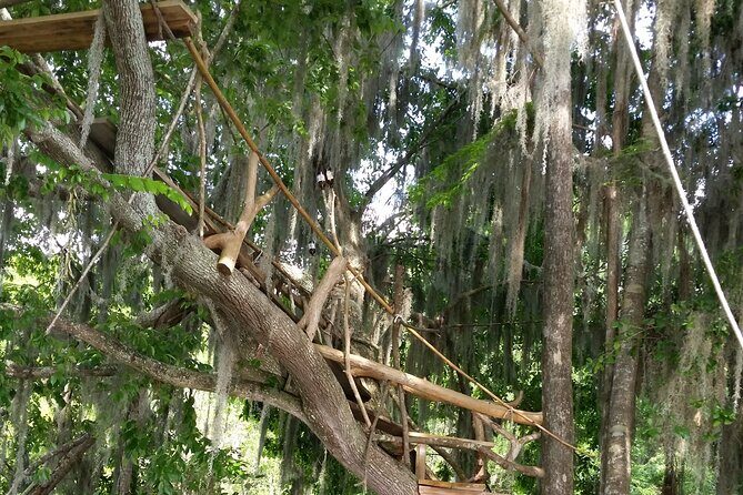Mt. Dora Canal Boat Tours with Lunch - Key Points