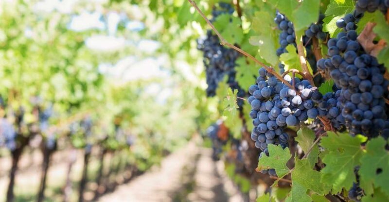 Mt Etna Private guided walking Tour with Wine Tasting - Key Points