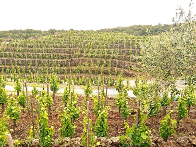 Mt Etna Private guided walking Tour with Wine Tasting - The Sum Up