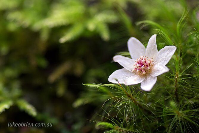 Mt Field and Styx Valley Photography Tour - An In-Depth Look at the Tour Experience