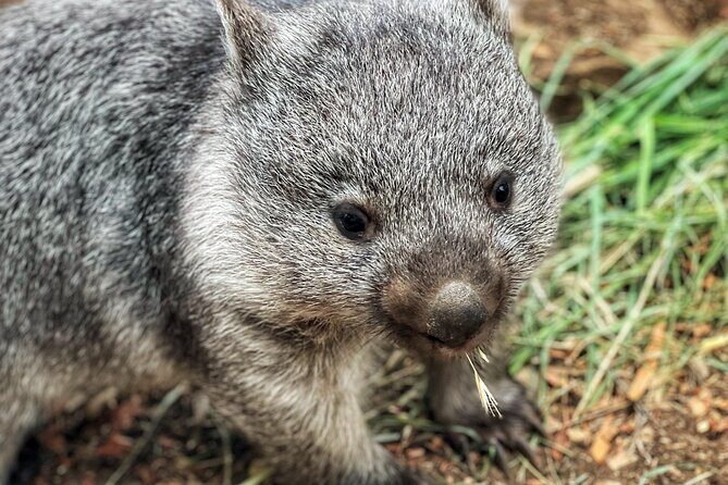 Mt Field National Park and Russell Falls with Bonorong Wildlife - FAQs