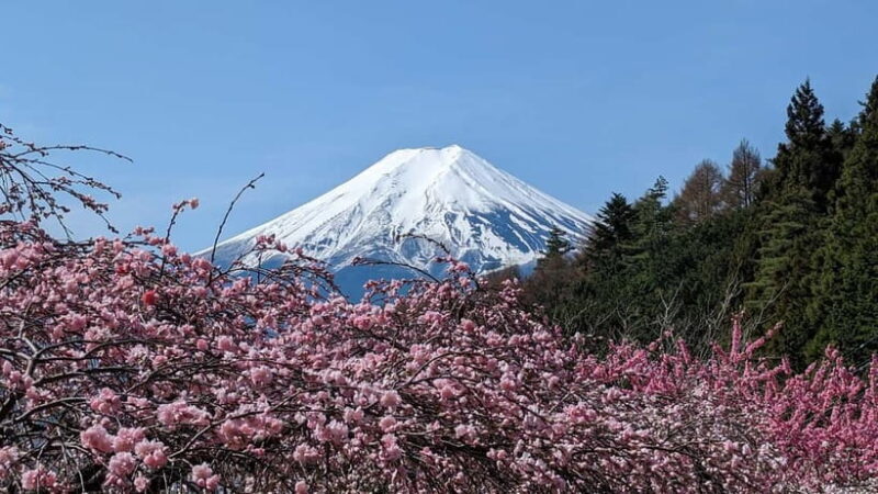 Mt. Fuji: 1-Day Private Tour from Tokyo with Certified Guide - A Closer Look at the Experience