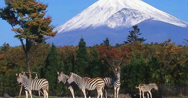 Mt Fuji : 10 hours Private Tour in Luxury Private Car - Key Points