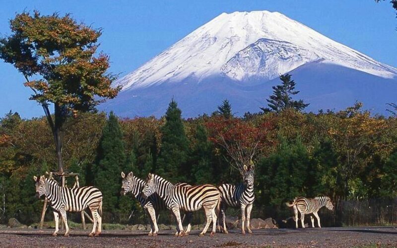 Mt Fuji : 10 hours Private Tour in Luxury Private Car - A Well-Designed Day with Room for Personal Touches