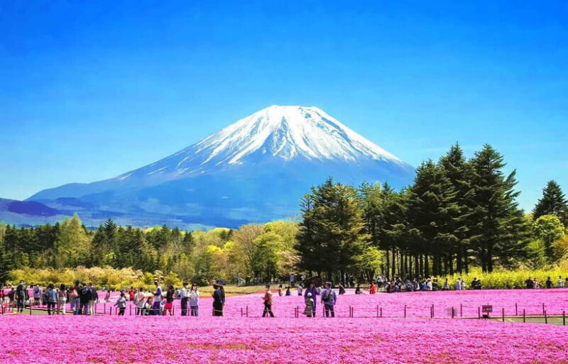 Mt. Fuji 6 Attractions Tour: Lake Kawaguchi, Oshino Hakkai - Key Points