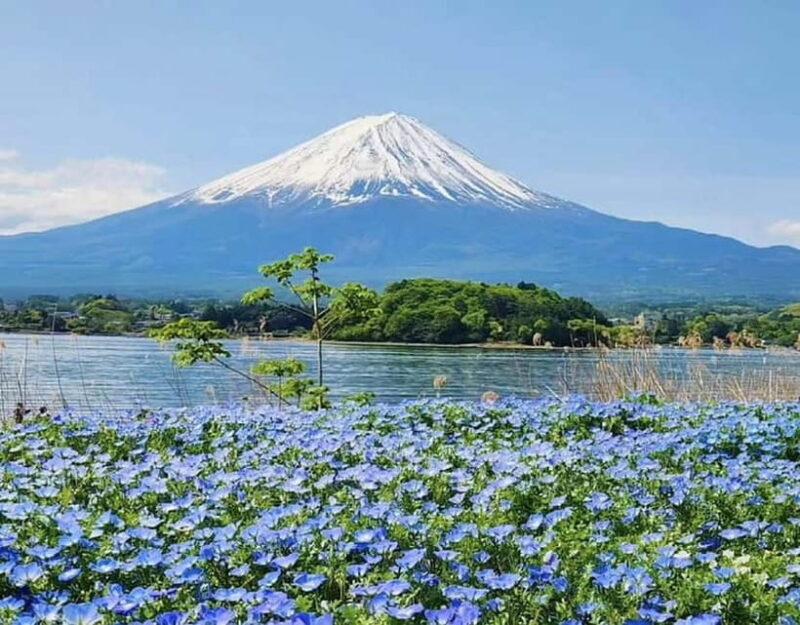 Mt. Fuji 6 Attractions Tour: Lake Kawaguchi, Oshino Hakkai - FAQs