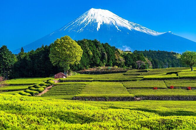 Mt Fuji and Izu Deep View 2 Day Tour from Tokyo - A Practical Look at the Mt. Fuji and Izu Deep View 2 Day Tour