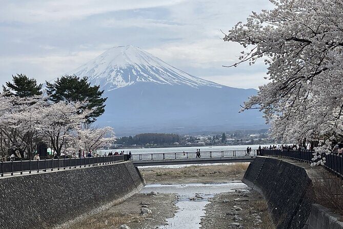 Mt. Fuji and Lake Kawaguchi Sakura Festival Sightseeing Tour - A Closer Look at the Itinerary and Experience
